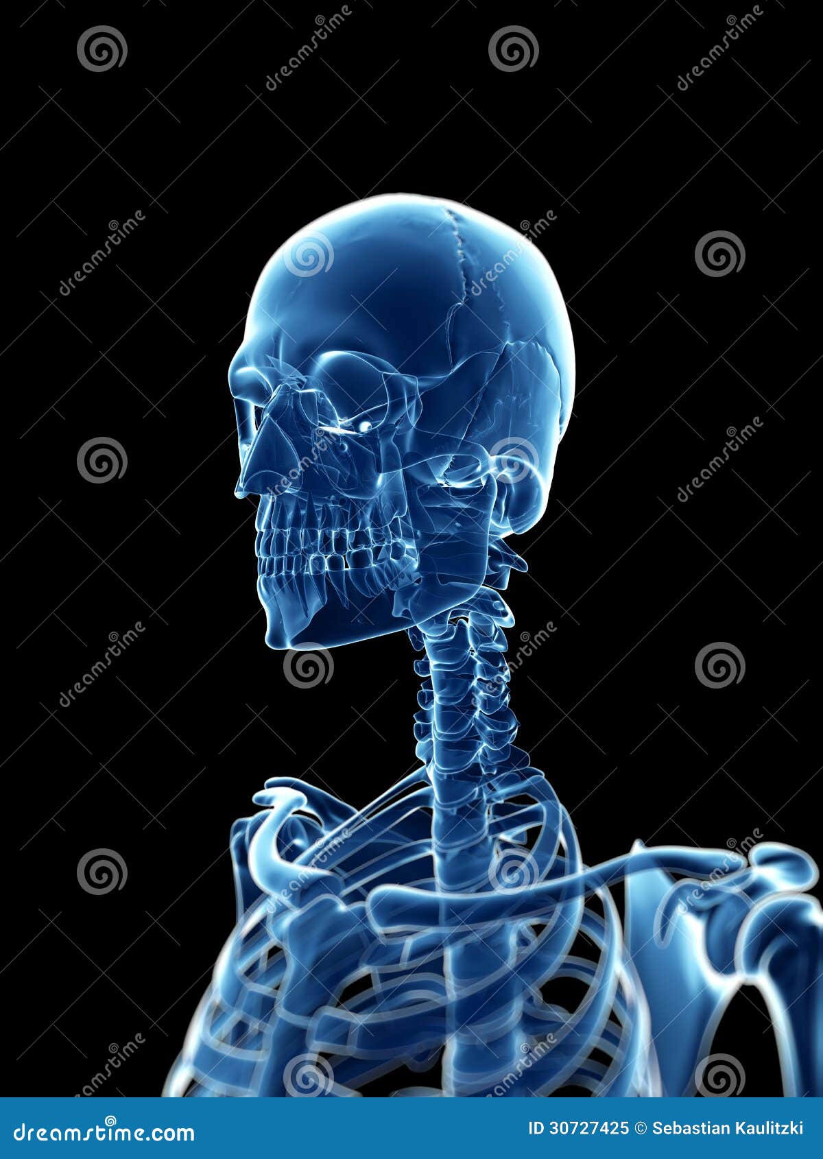 X-ray style skeleton stock illustration. Illustration of bones - 30727425