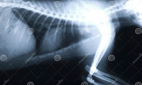 X-ray Thorax cat stock photo. Image of bladder, kidneys - 13437656
