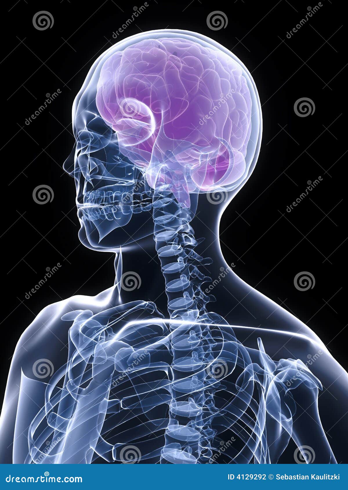 X-ray torso and head stock illustration. Illustration of abstract - 4129292