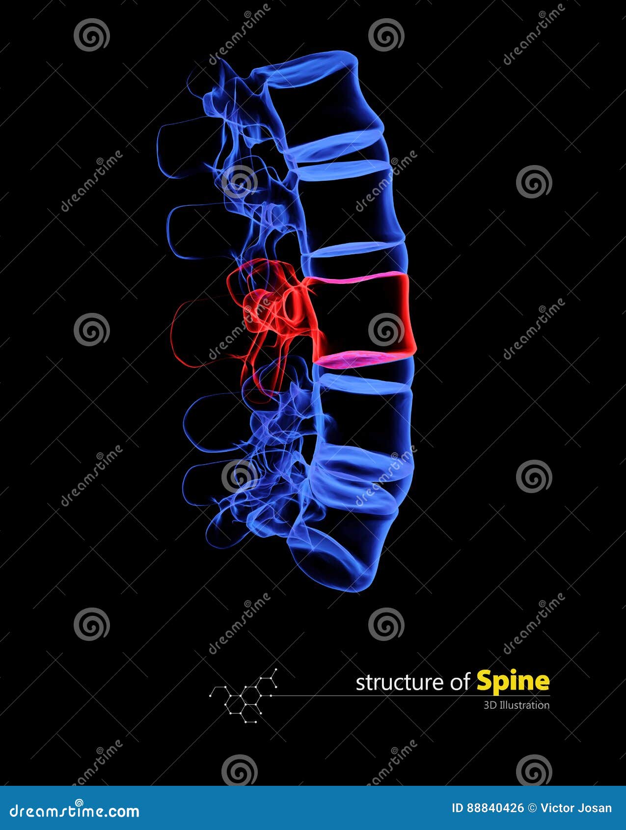 X-ray Transparent Spine, Medical Concept. 3D Illustration Stock ... X-ray Transparent Spine, Medical Concept. 3D Illustration Stock ...