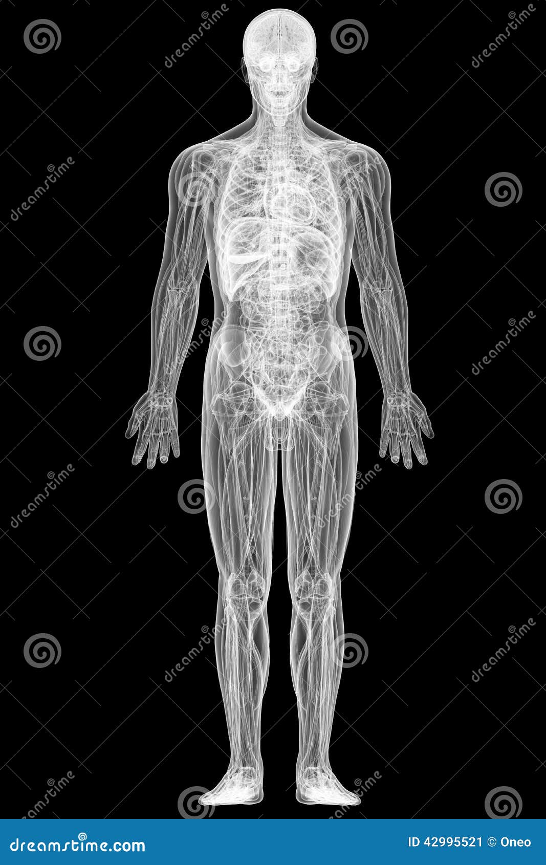 X-ray View Of Full Human Body Stock Illustration - Image: 42995521