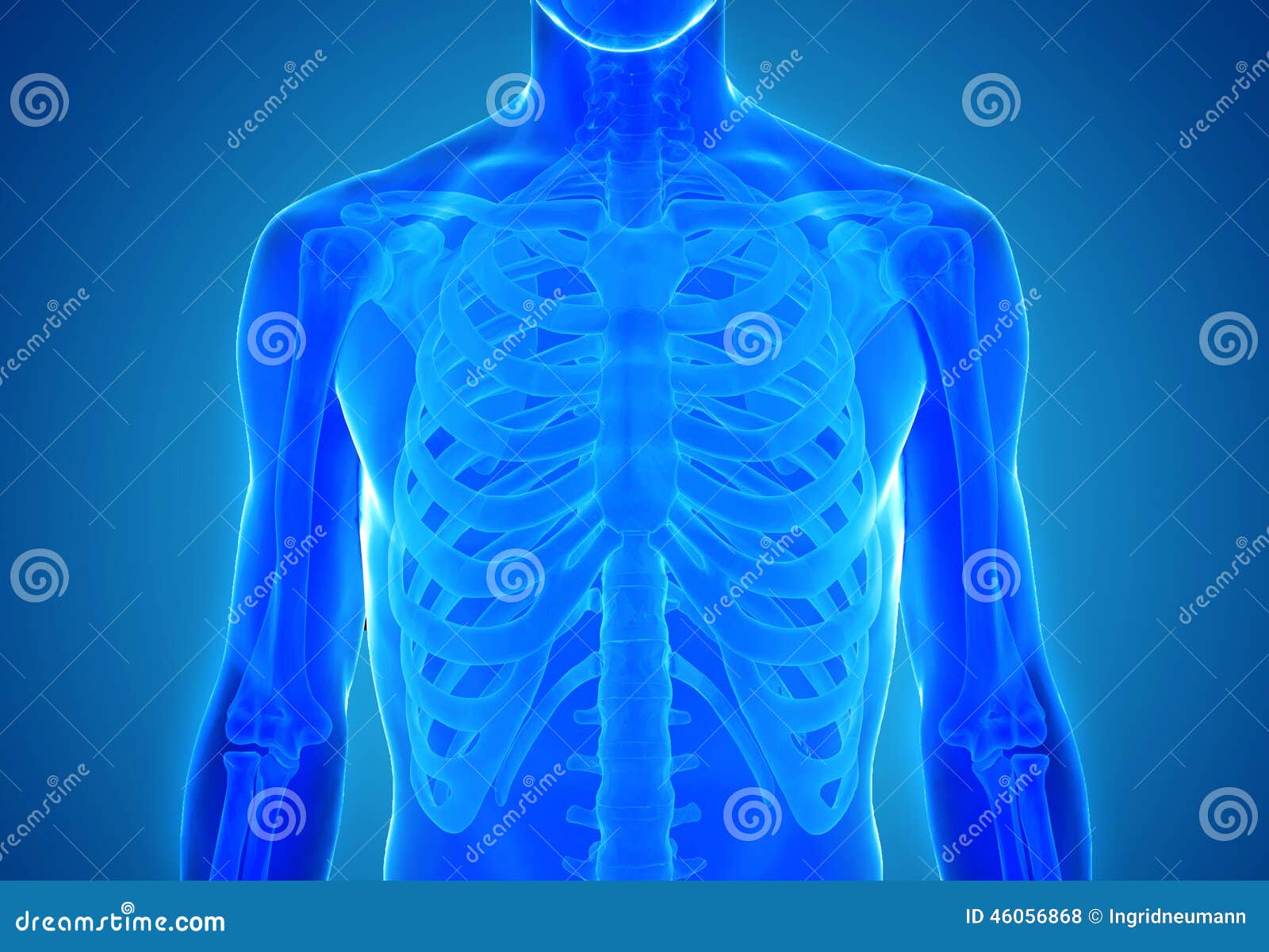295 Blue Skeletal Anatomy Stock Photos - Free & Royalty-Free Stock ...