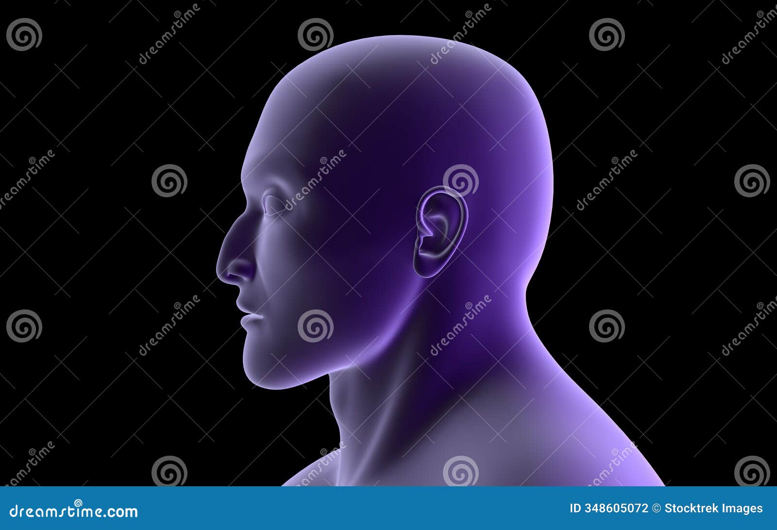 X-ray View of Human Face, Profile View. Stock Illustration ...