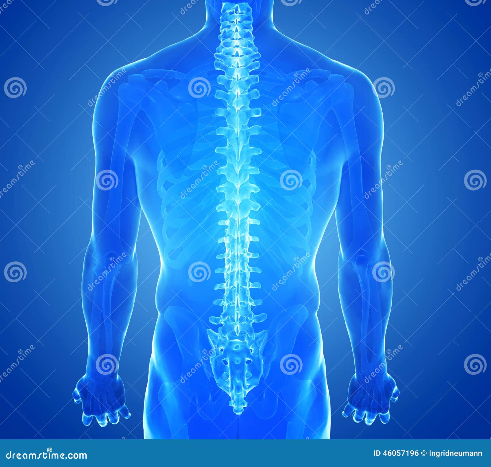 X-ray view of Human Spine stock photo. Image of brain - 46057196