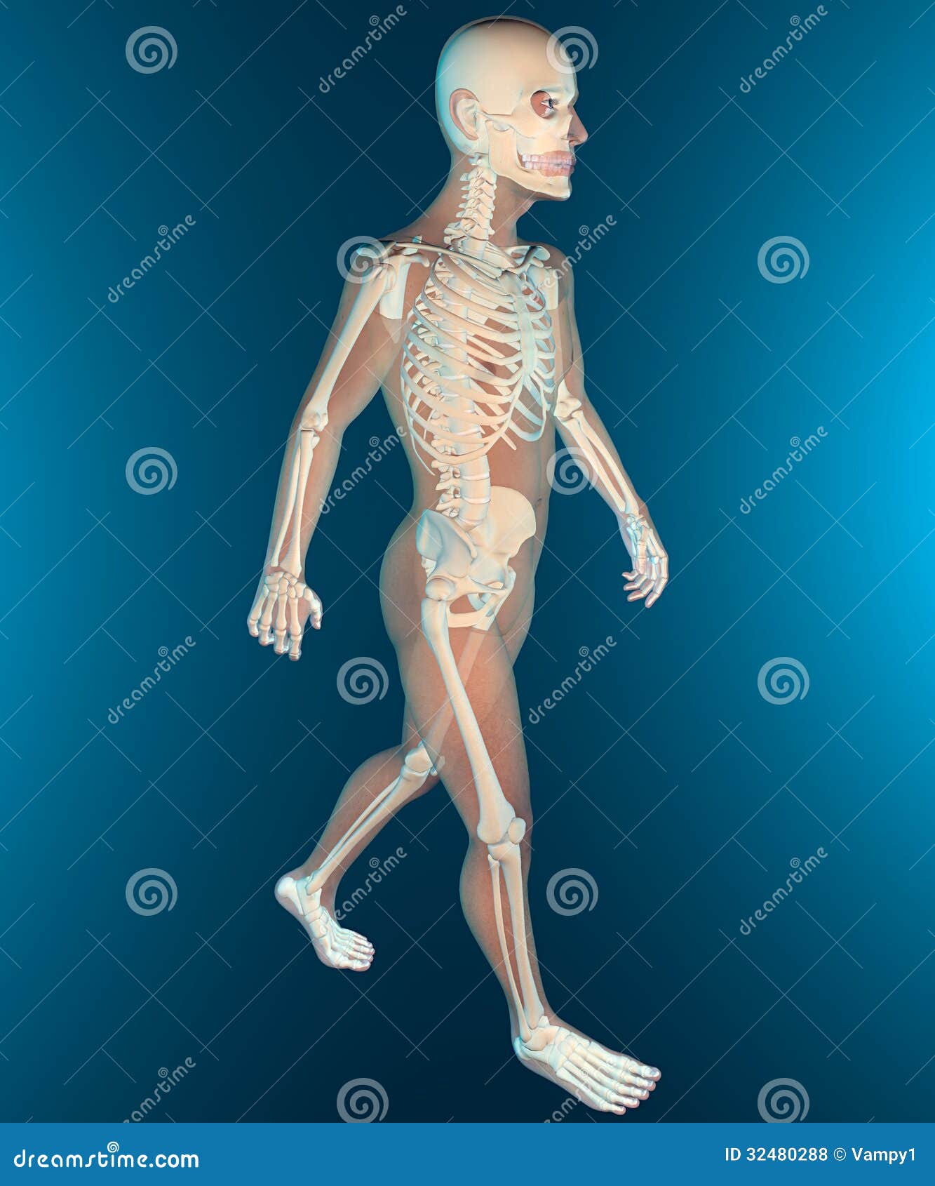 X Ray of Walking Human Body and Skeleton Stock Illustration ...