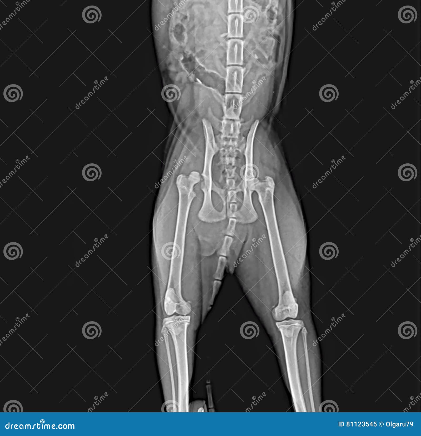 CAT FEMUR DISLOCATION X-RAY Stock Image | CartoonDealer.com #30050455