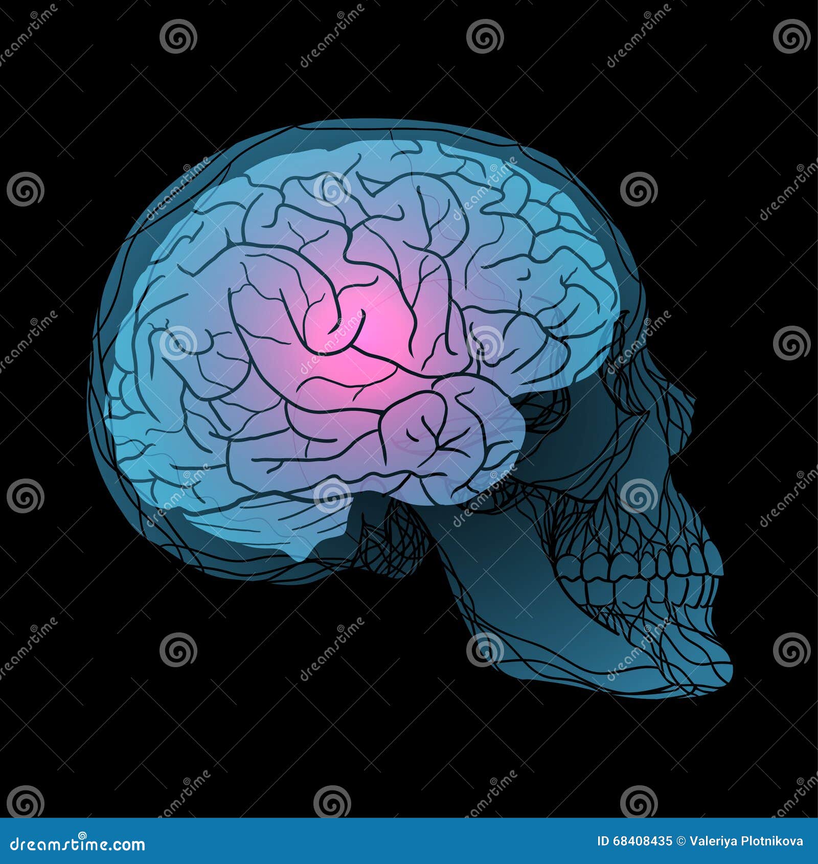 X-rays of the Human Skull with the Brain. Stock Vector - Illustration ...