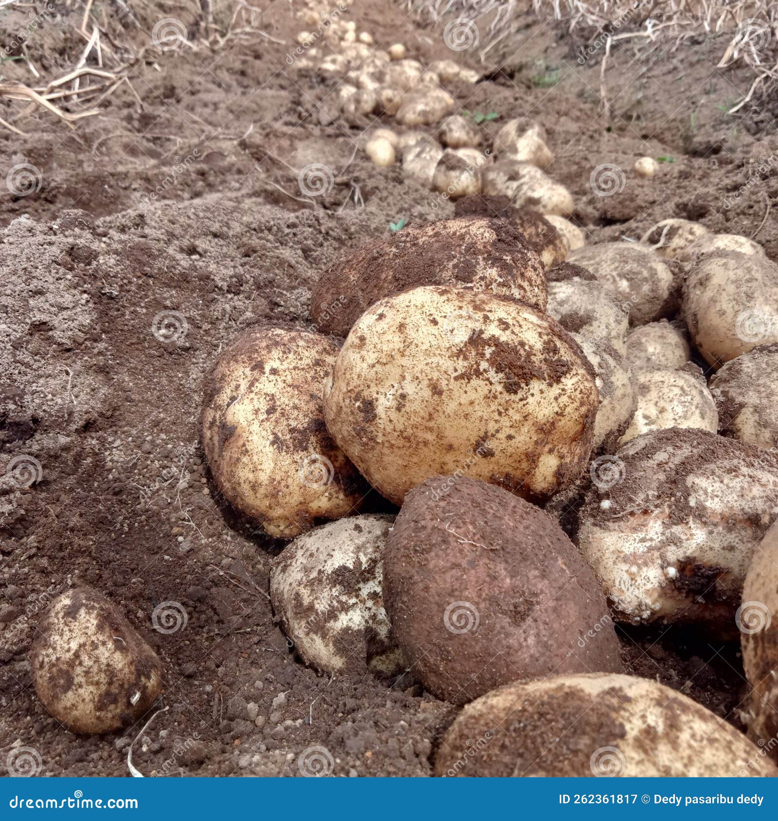 It& X27;s Amazing Big Potato in the Mountains Stock Image - Image of ...