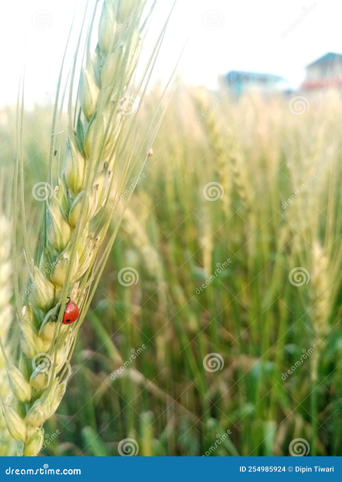 It& X27;s Amazing How a Tiny Bug Can Have a Great Effort in Crops Stock ... It& X27;s Amazing How a Tiny Bug Can Have a Great Effort in Crops Stock ...