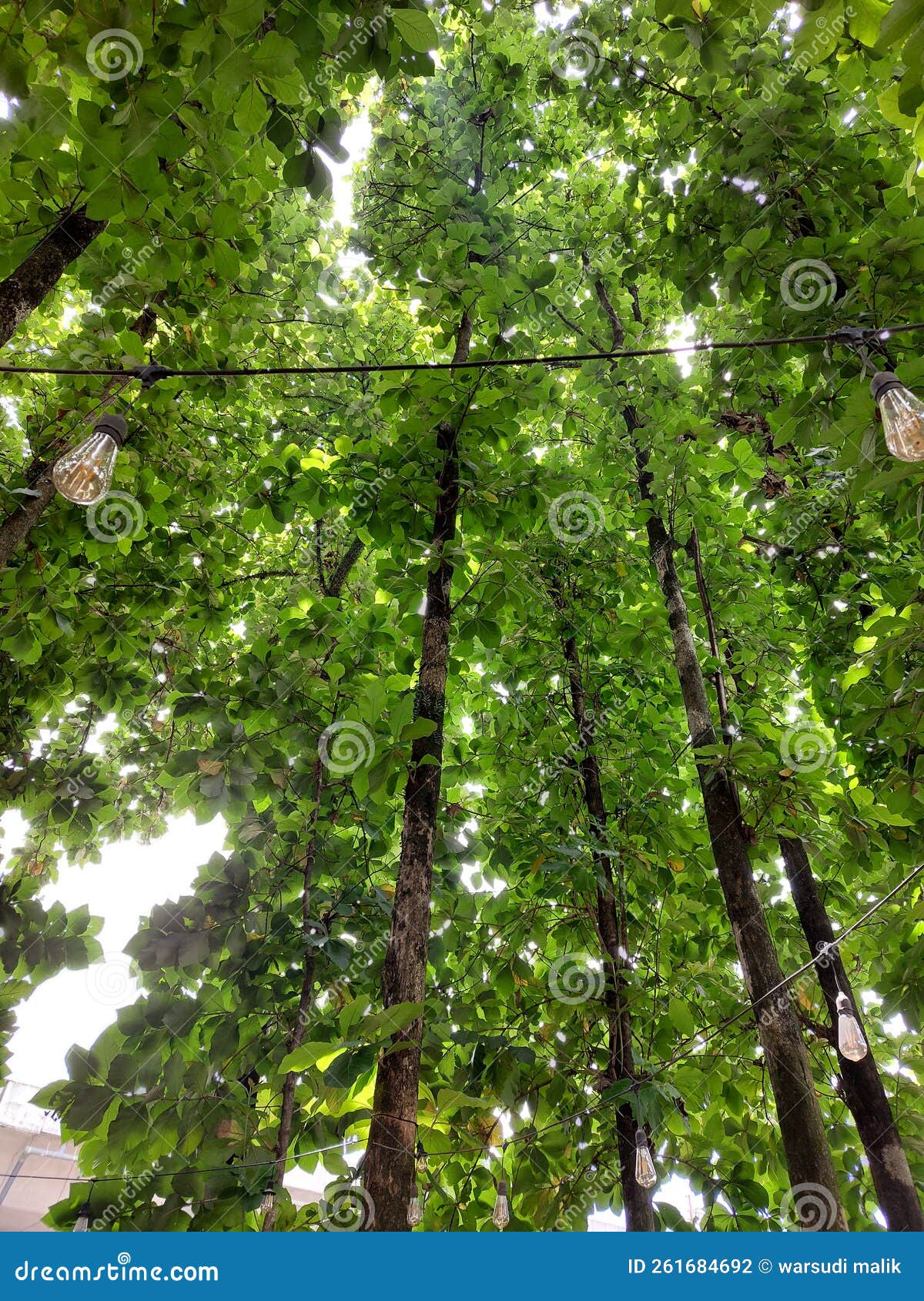 Jati Tree Or Teak Tree And Green Leaves Royalty-Free Stock Photo ...