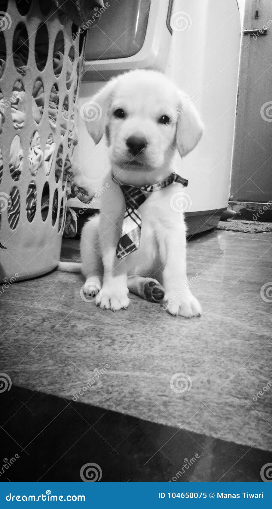 Innocent dog stock image. Image of innocent, nice, cute - 104650075