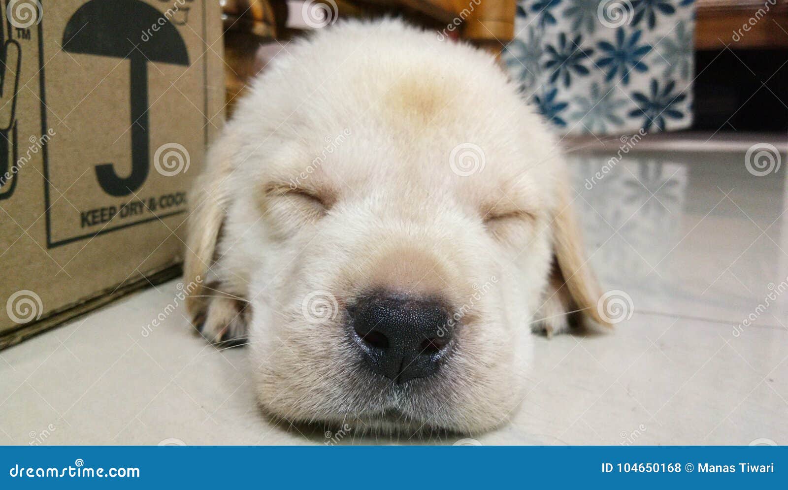 Innocent dog stock photo. Image of snout, carnivoran - 104650168