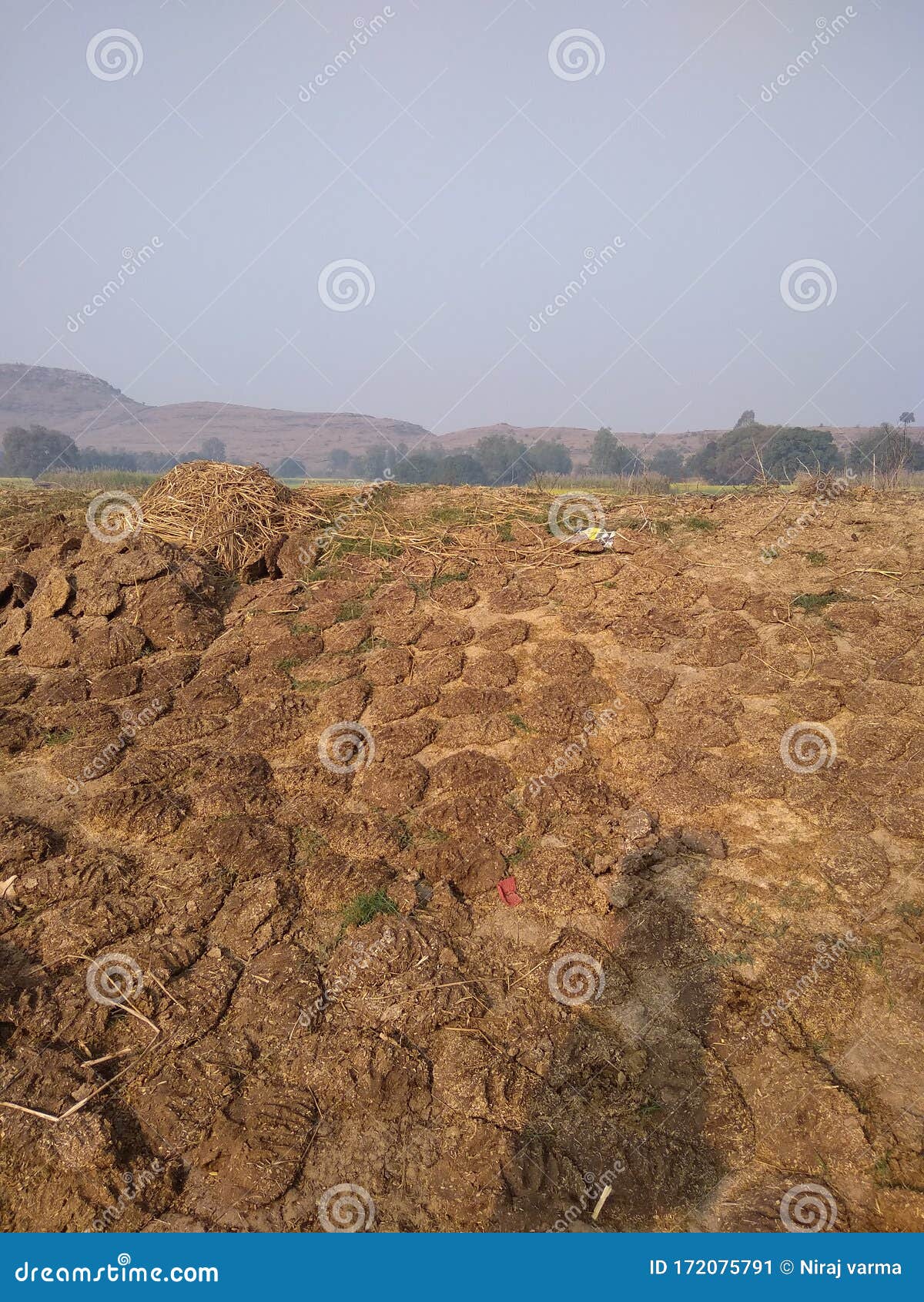 Cow Dung Drying. Natural Fuel Cow Dung In Bangladesh Royalty-Free Stock ...