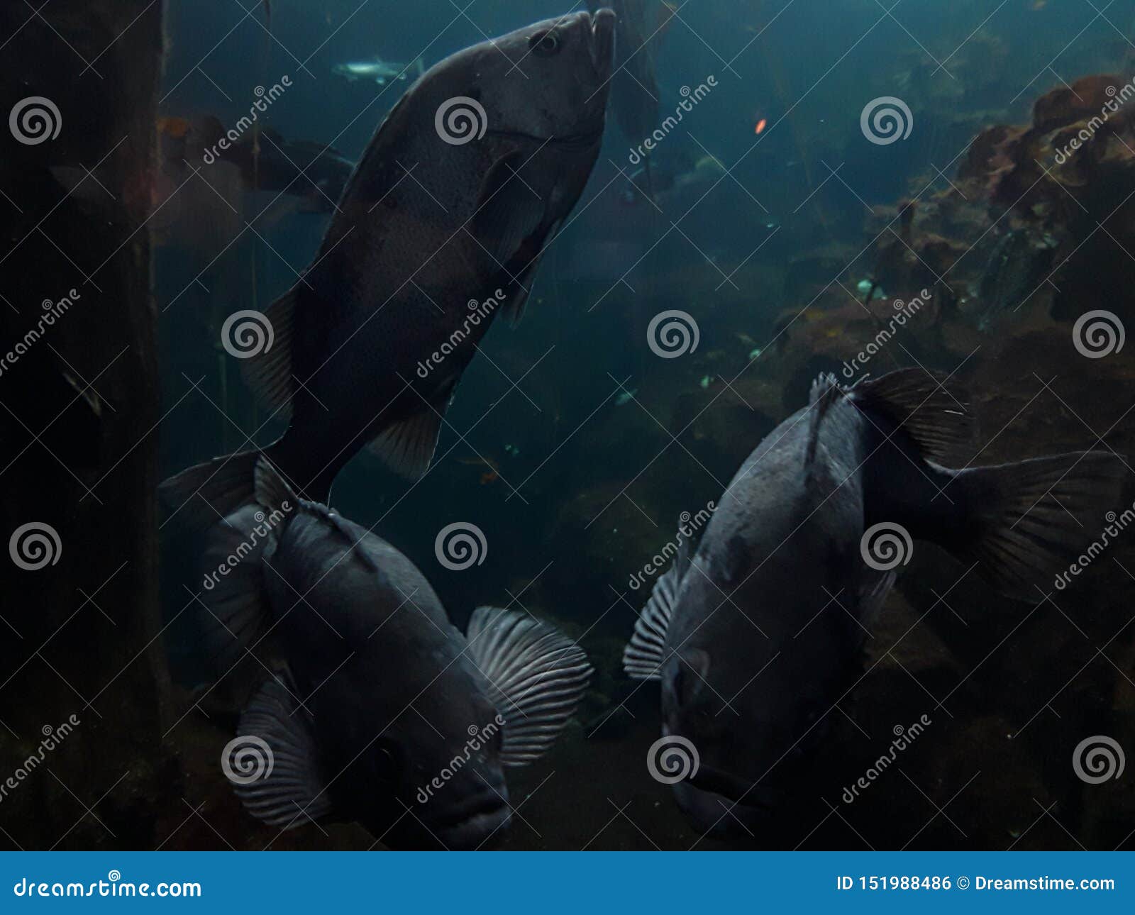 Fishy Fish World Stock Photos - Free & Royalty-Free Stock Photos from ...