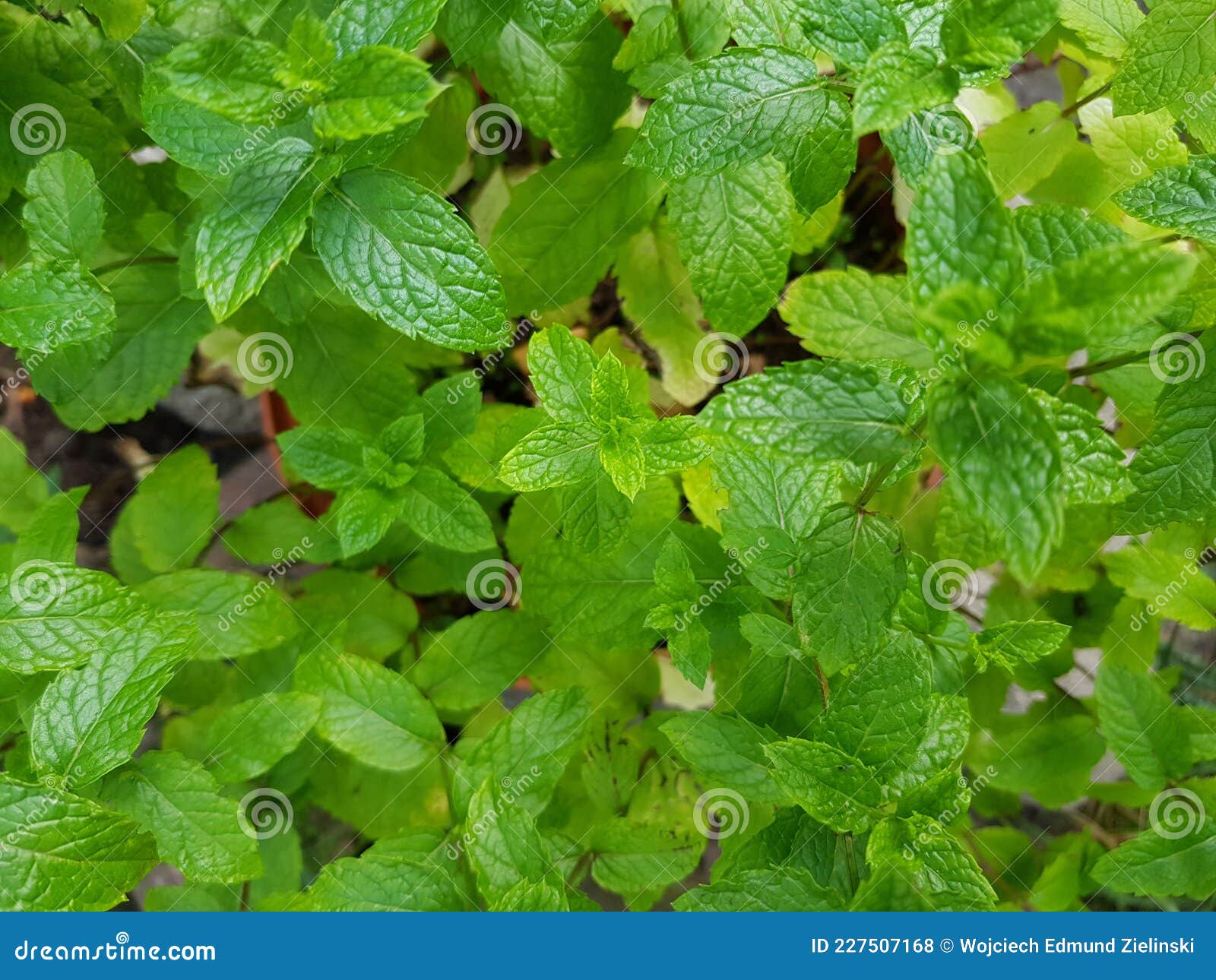It S High Time for Mint Tea! Stock Photo - Image of green, plant: 227507168