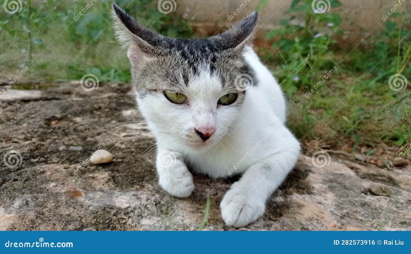 She& X27;s Look Angry but Still Adorable Stock Photo - Image of ...