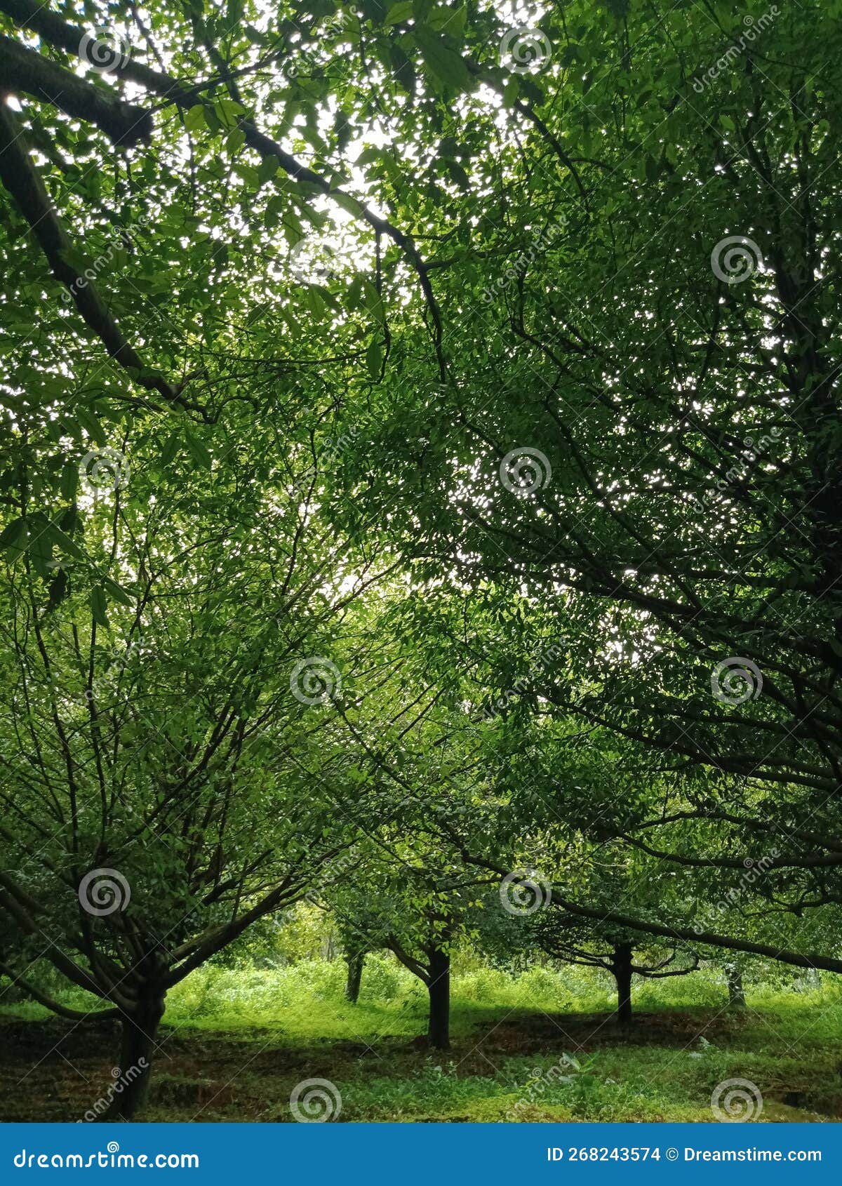 He& X27;s the One Who Planted the Tree. Plant Hope Stock Photo - Image ...