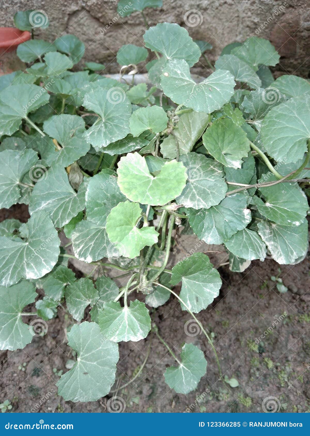 Manimuni Stock Photos - Free & Royalty-Free Stock Photos from Dreamstime