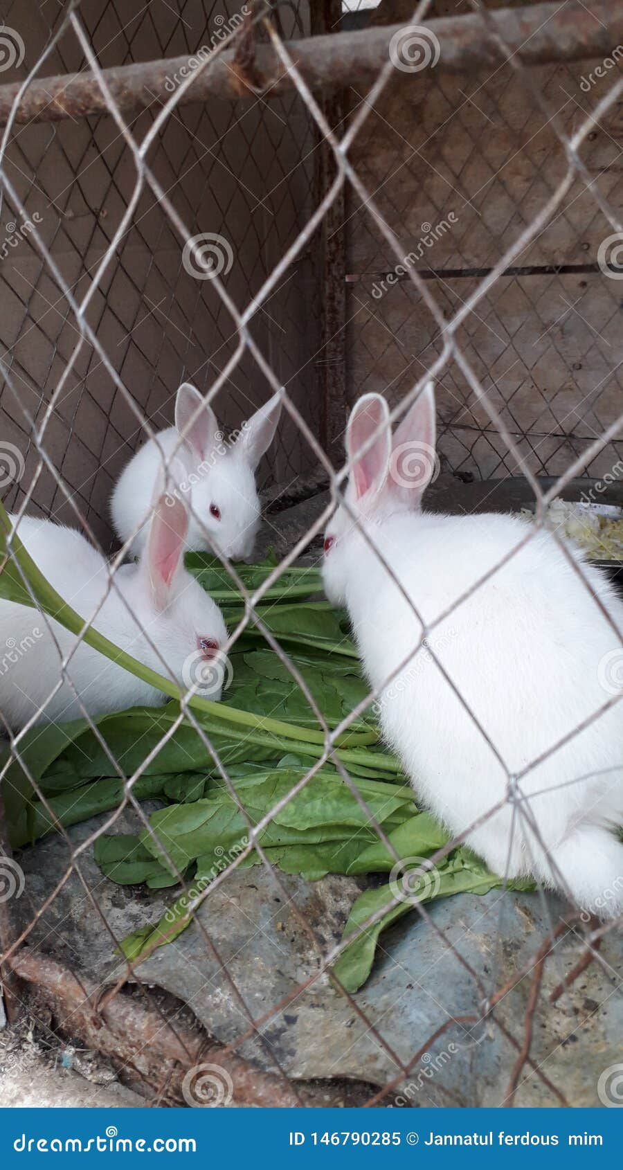 White rabbits eating stock image. Image of family, eating - 146790285