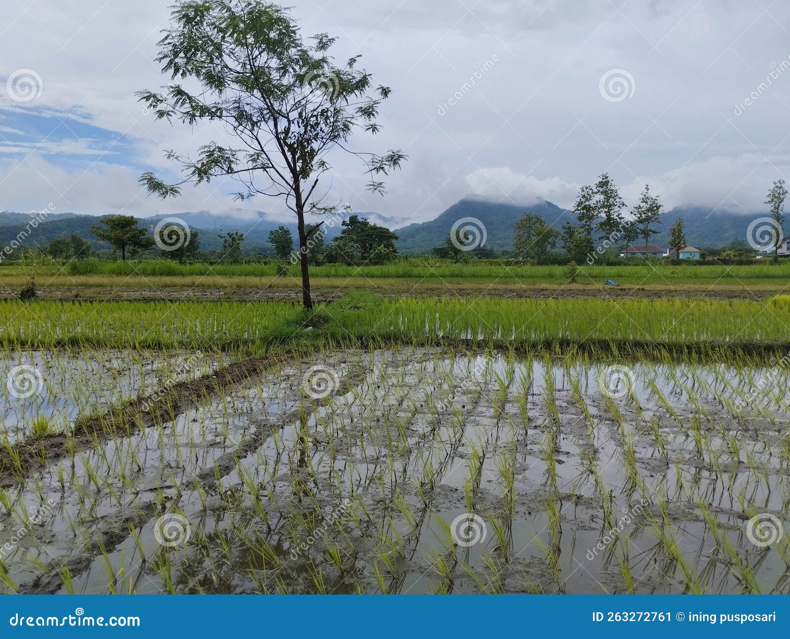 Time to plant rice stock image. Image of crop, pasture - 263272761