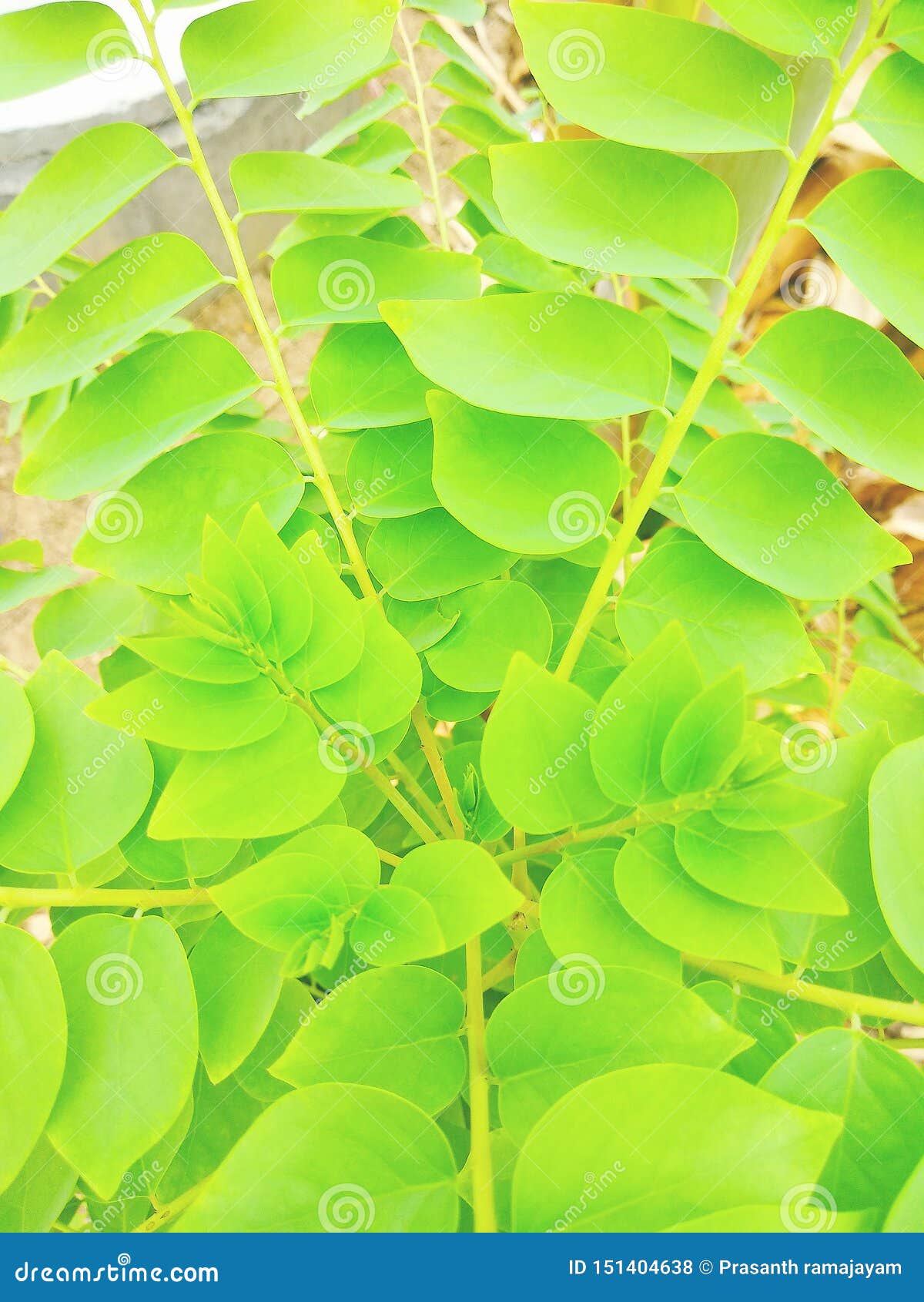 That& X27;s is a Tree of Very Beautiful and the Leaf in Nice Stock ...