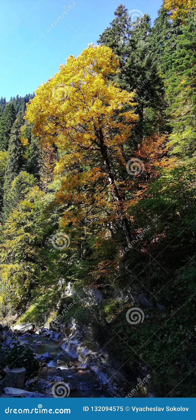 Trees on the slope stock image. Image of river, trees - 132094575