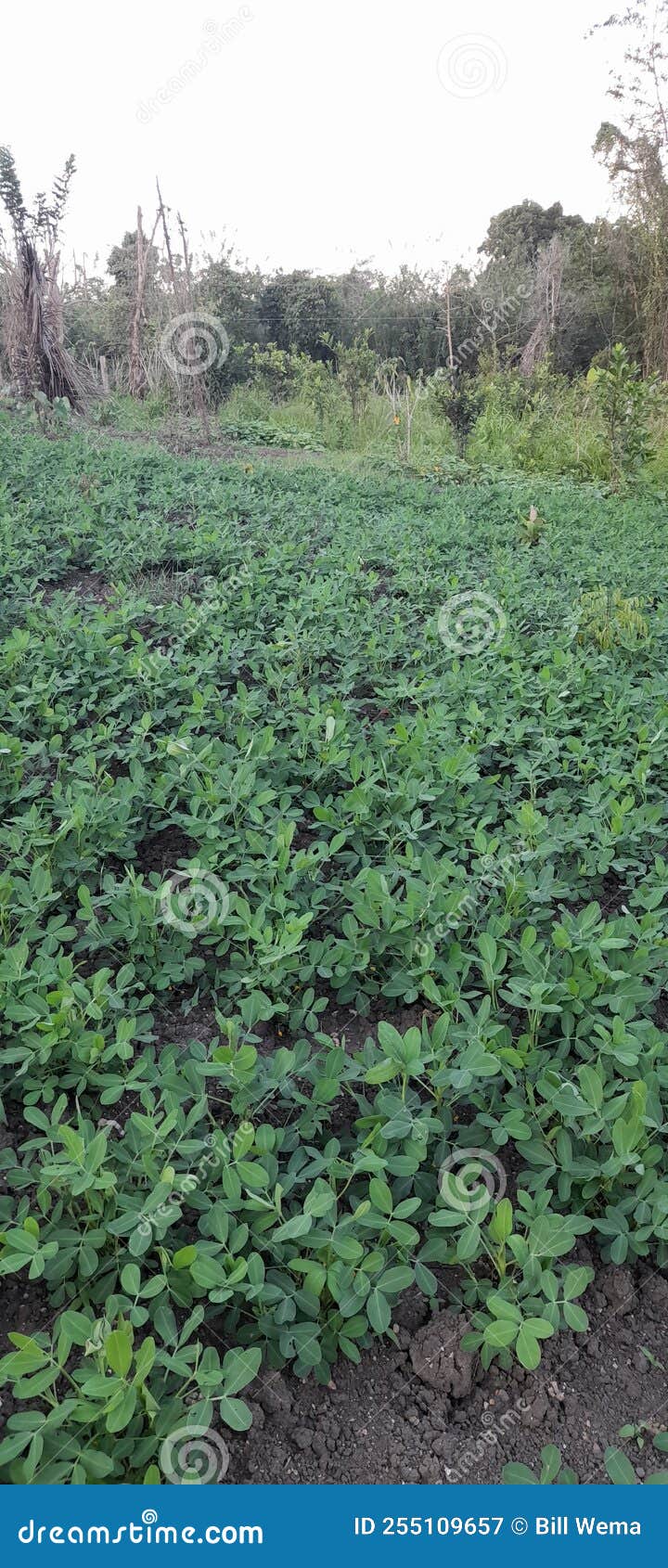 The View Of Young Peanut Growth Stock Image Image Of Lawn Wildflower 255109657