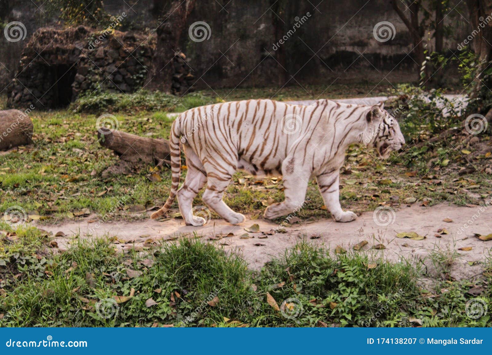It& X27;s a White Tiger the Appetite is Dizzy Stock Image - Image of ...