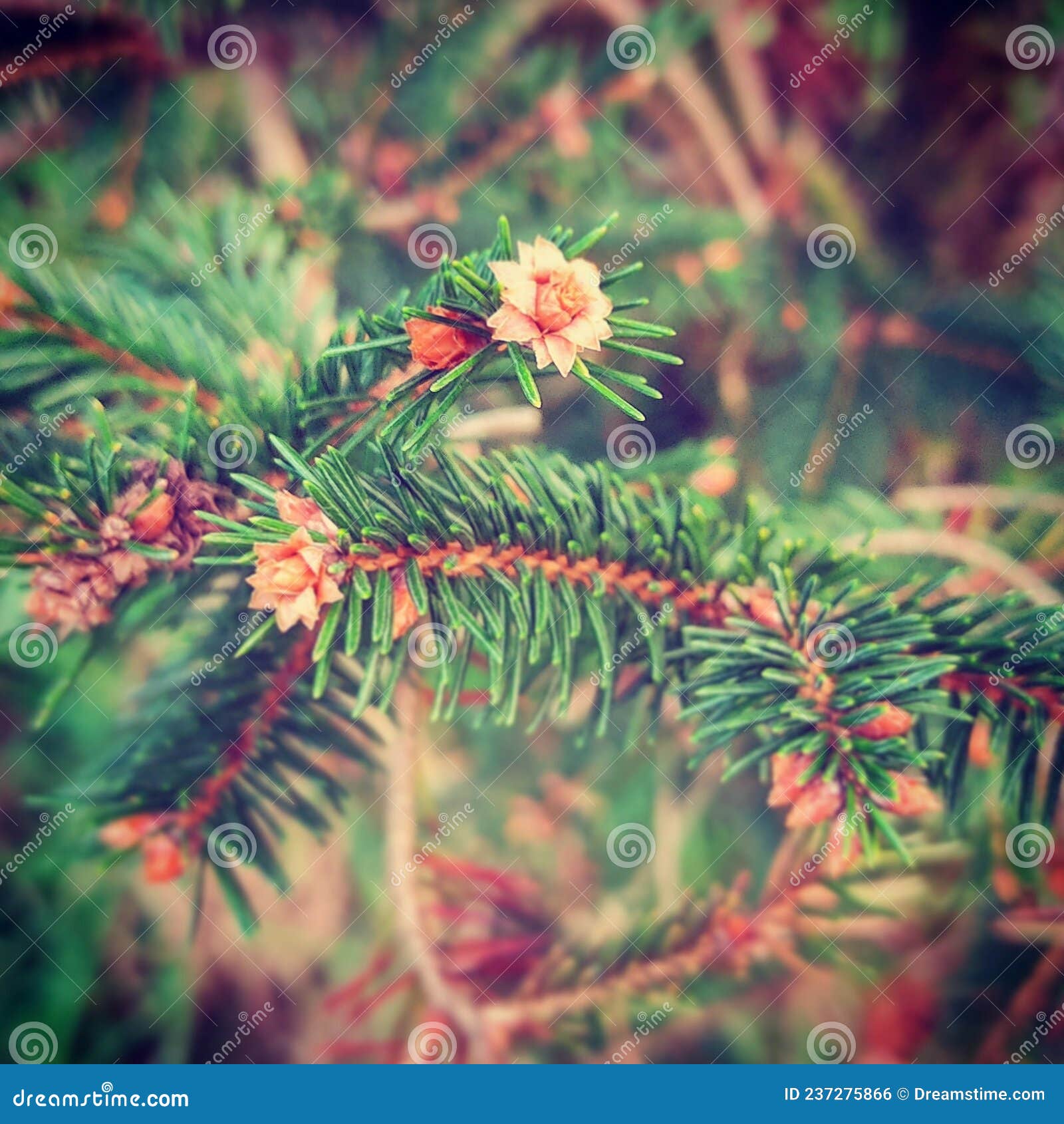 X tree ðŸŽ„ stock photo. Image of flower, nature, xtree - 237275866