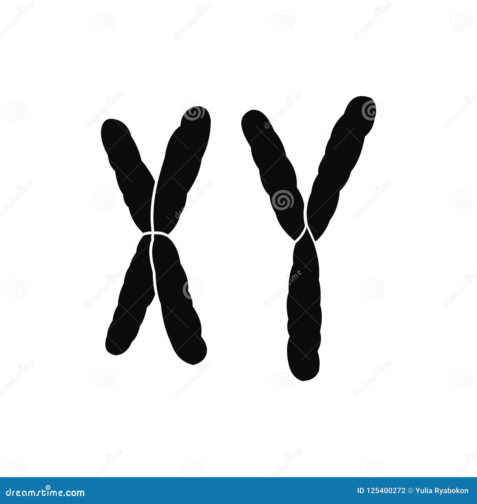 X and Y chromosome icon stock illustration. Illustration of male ...