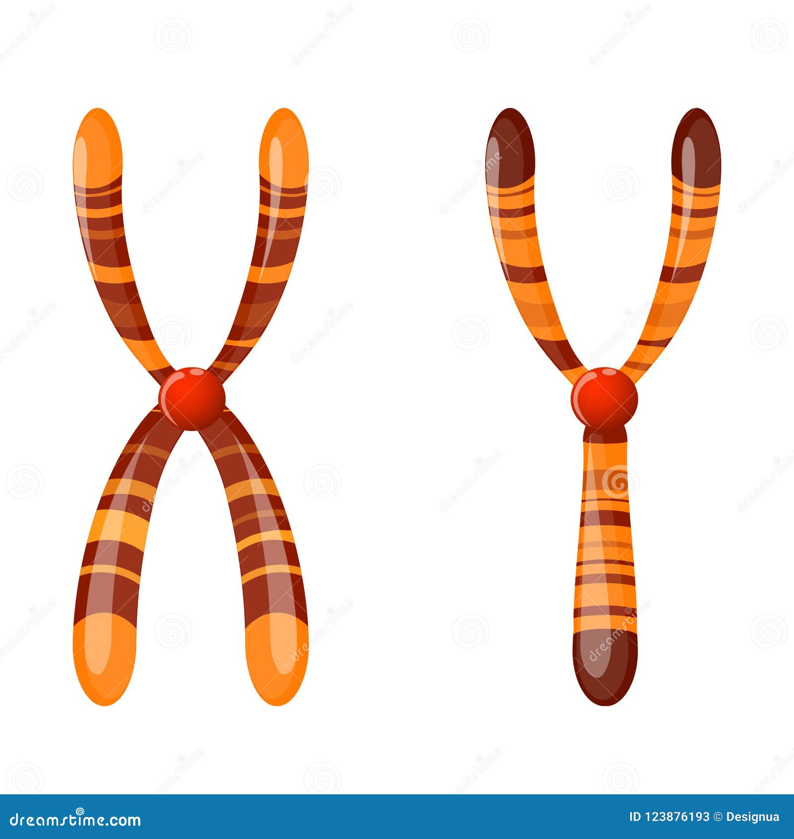 X And Y Chromosome Stock Vector Illustration Of Gene 123876193