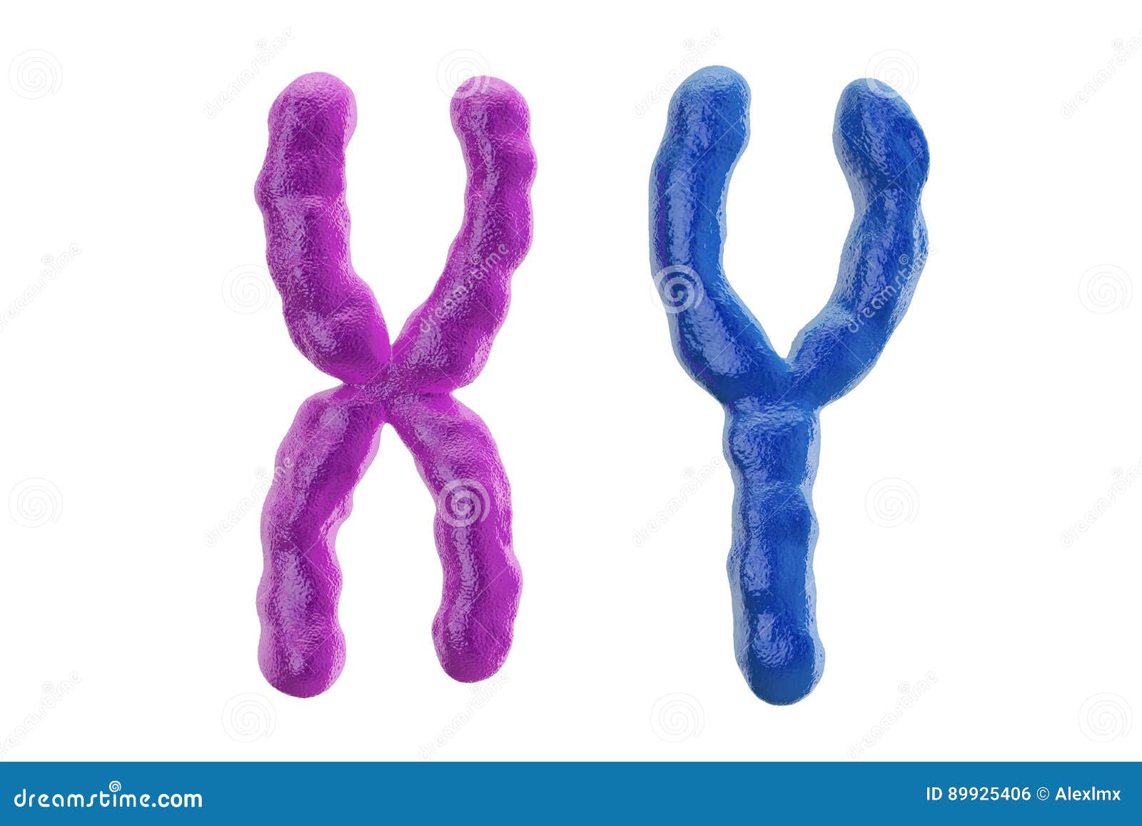 X Y Cromosomas Coloreados Y, Representación 3D Stock de ilustración ...