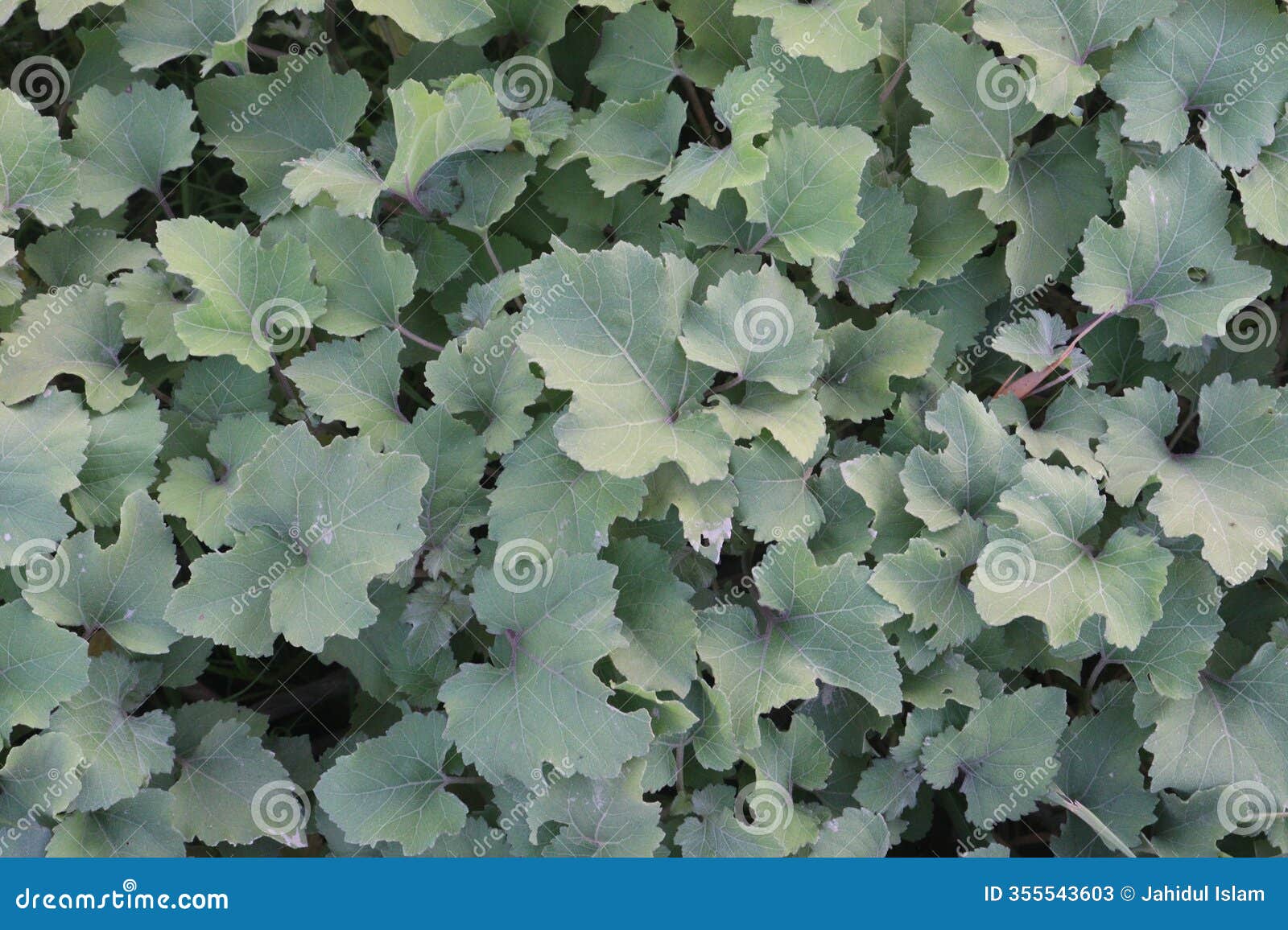 Xanthium Strumarium Flower on Plant Stock Image - Image of beautiful ...