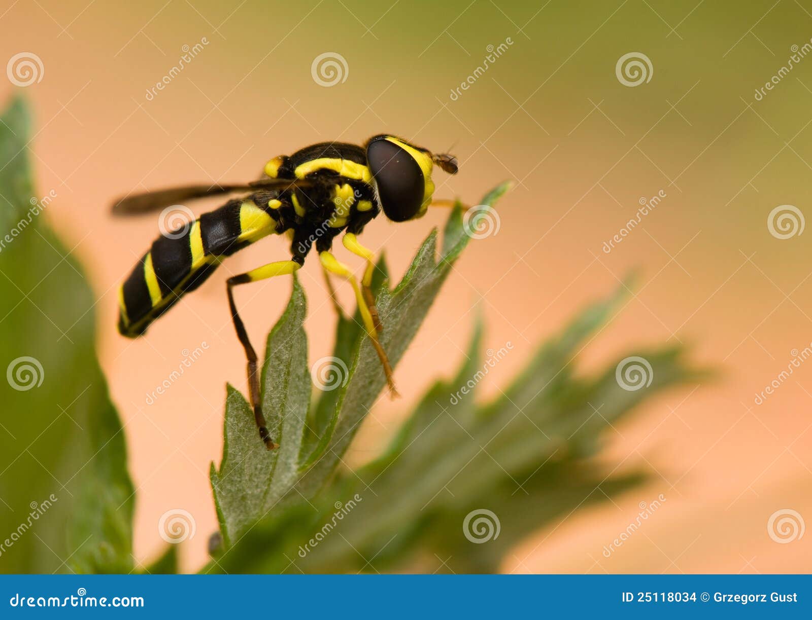 Xanthogramma pedissequum stock photo. Image of flower - 25118034