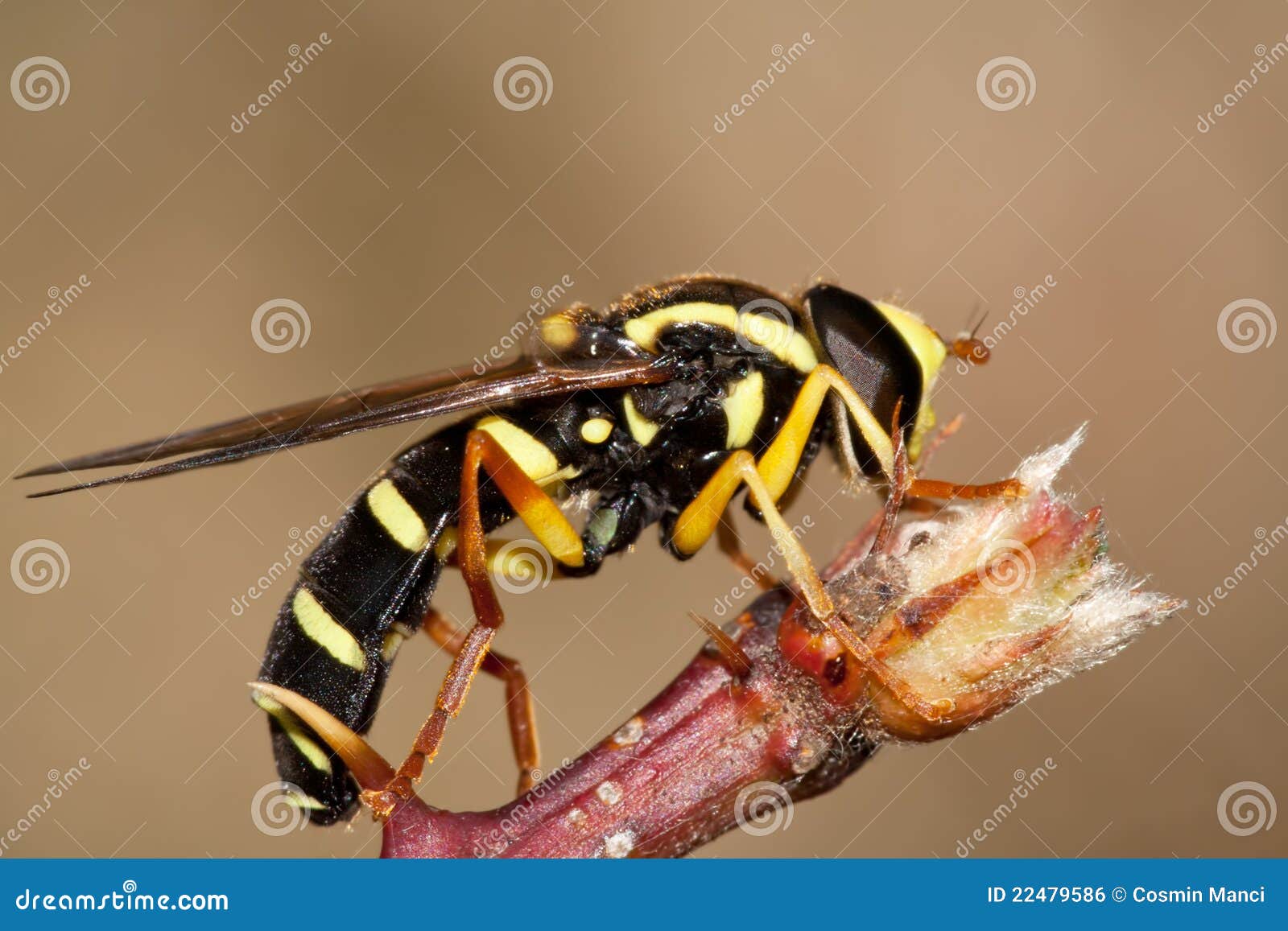 Xanthogramma species stock photo. Image of animal, invertebrate - 22479586