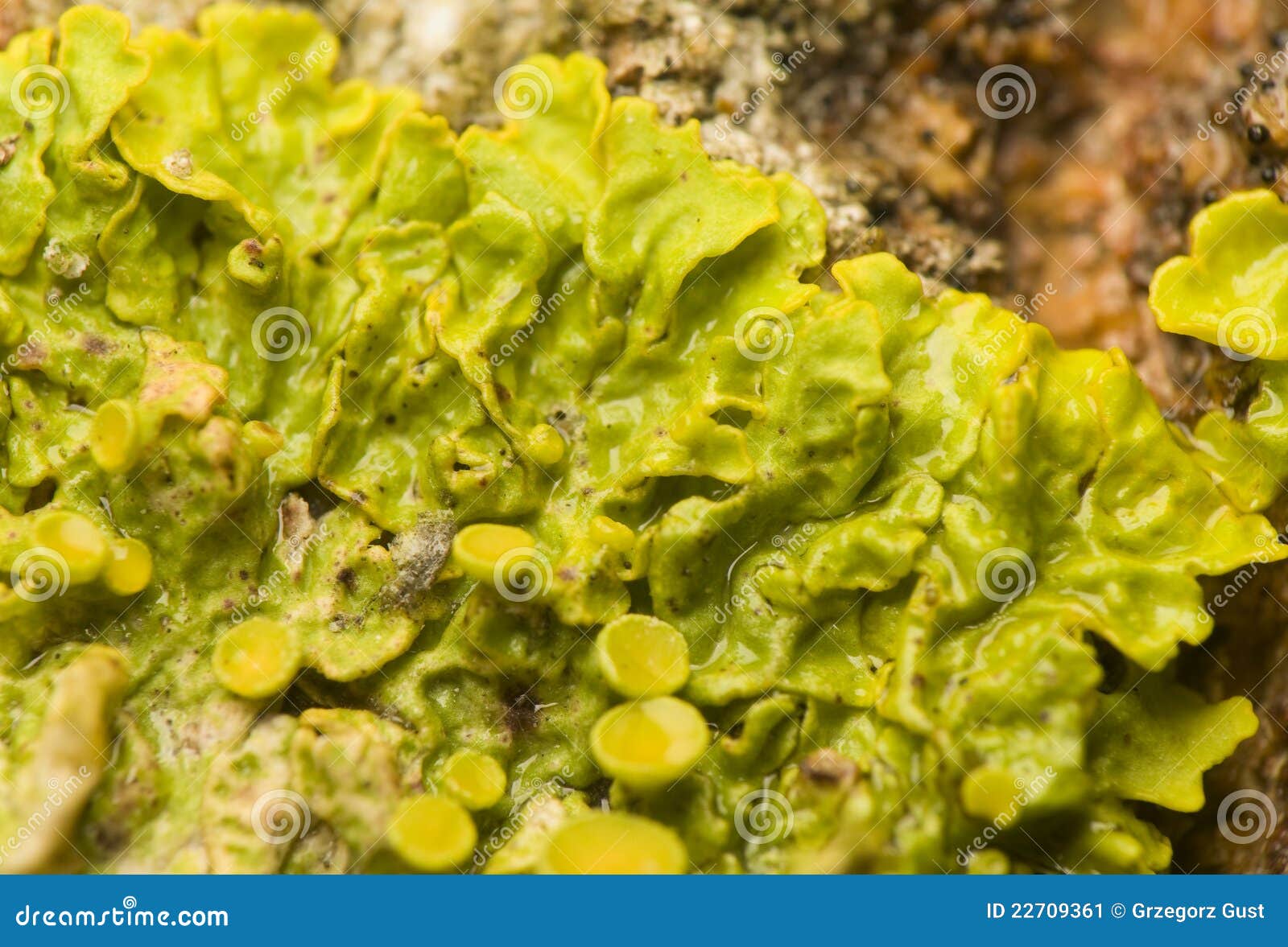 Xanthoria polycarpa stock image. Image of fungus, wilderness - 22709361
