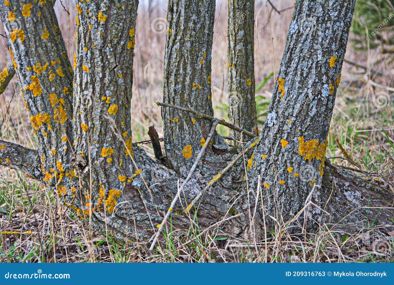 Xanthoria Wall on a Tree Trunk. Orange Lichen on a Tree Stock Image ...