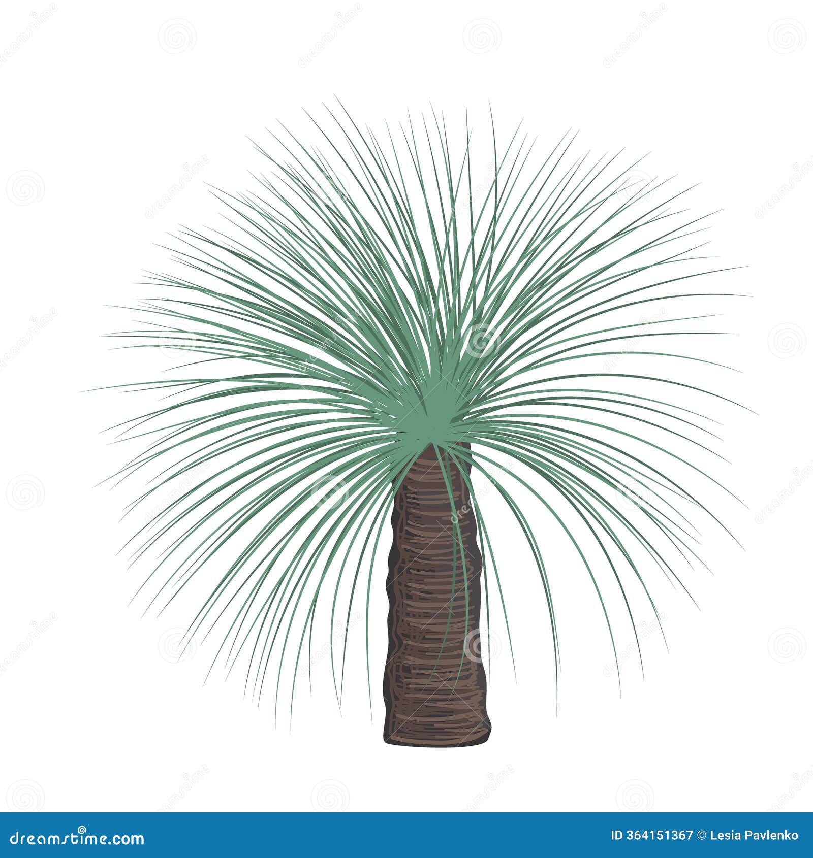 Xanthorrhoea Tree Vector Outline Silhouette Isolated Illustration. The ...