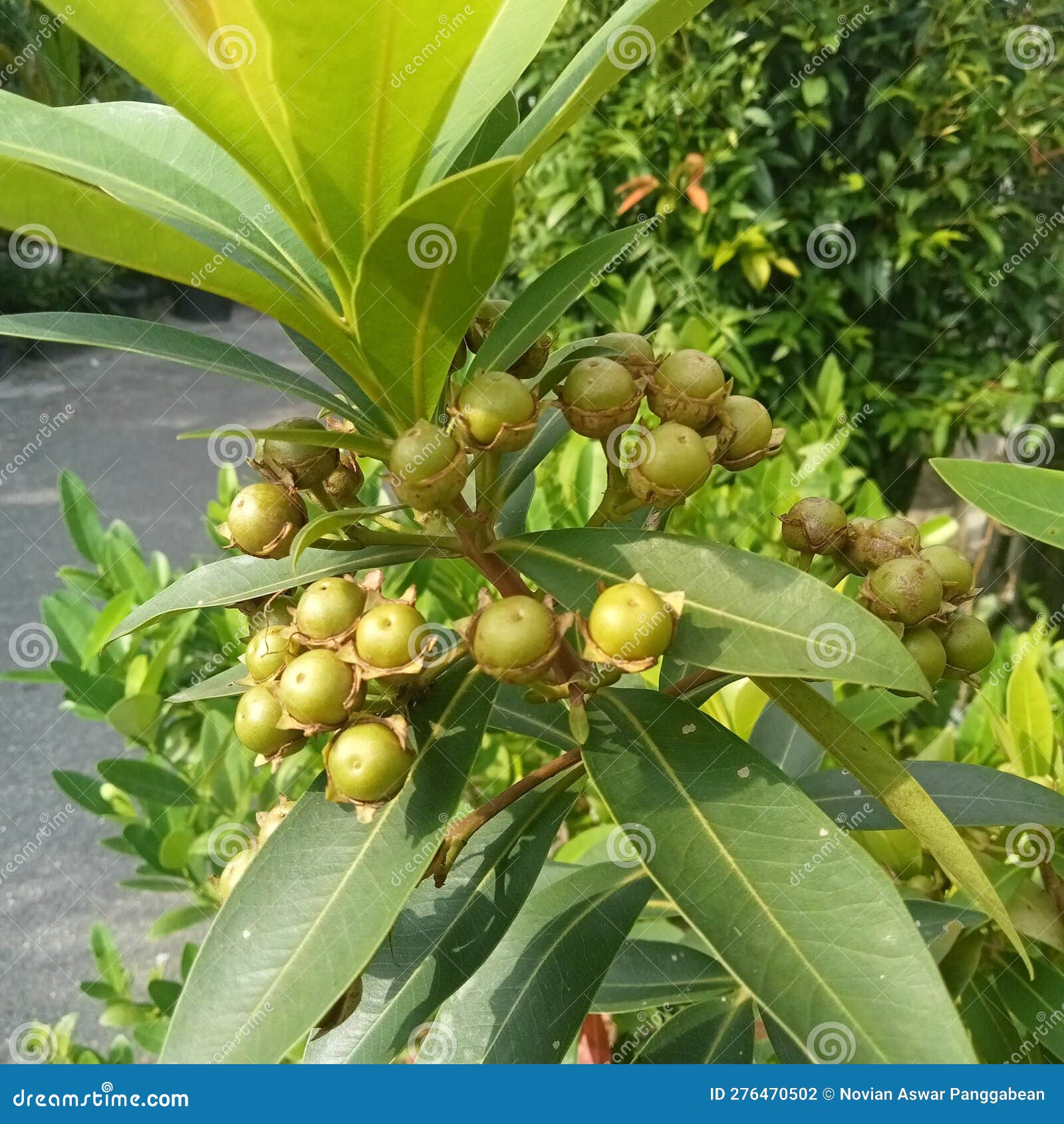 Xanthostemon chrysanthus stock photo. Image of bonsai - 276470502