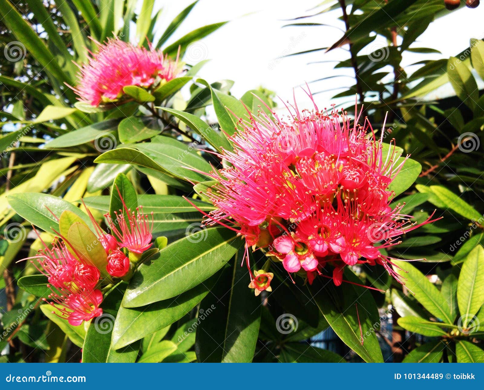 Xanthostemon Chrysanthus Flowers Stock Image - Image of detail, asia ...