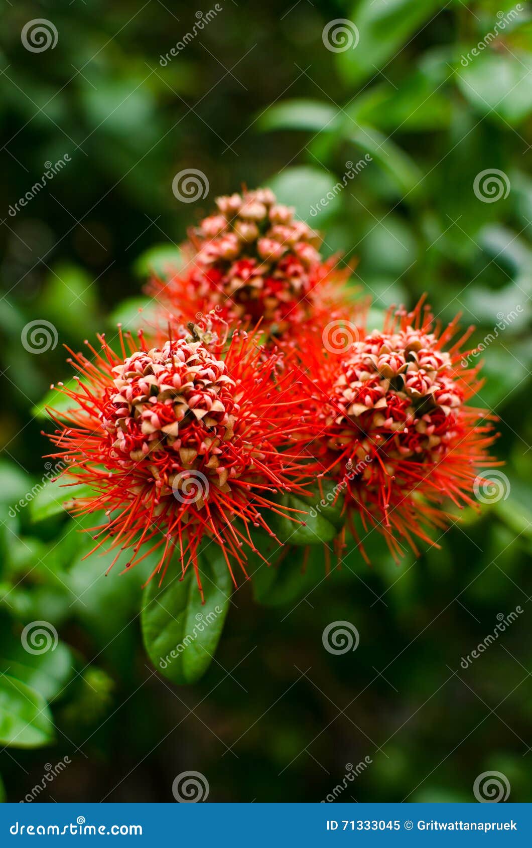Xanthostemon chrysanthus stock image. Image of penda - 71333045