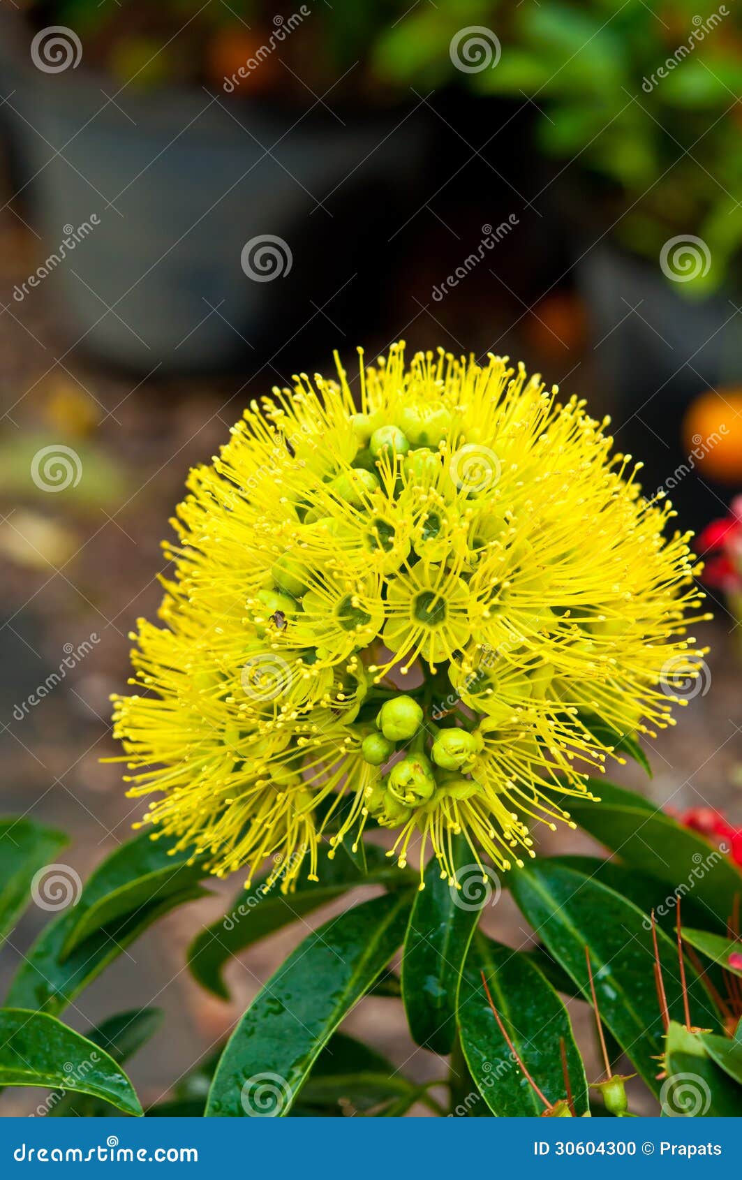 Xanthostemon-chrysanthus stock photo. Image of wildlife - 30604300