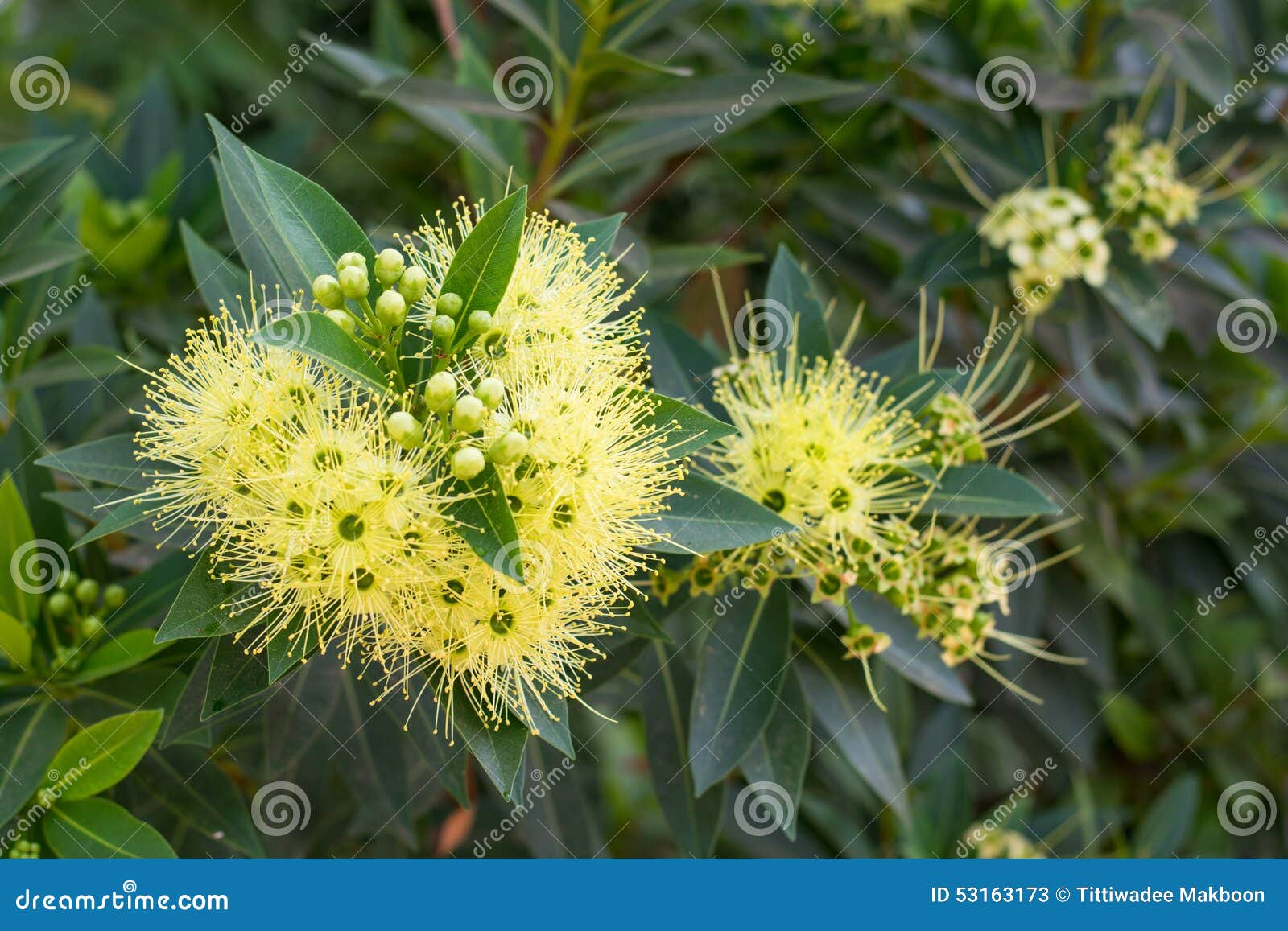 Xanthostemon chrysanthus stock image. Image of garden - 53163173