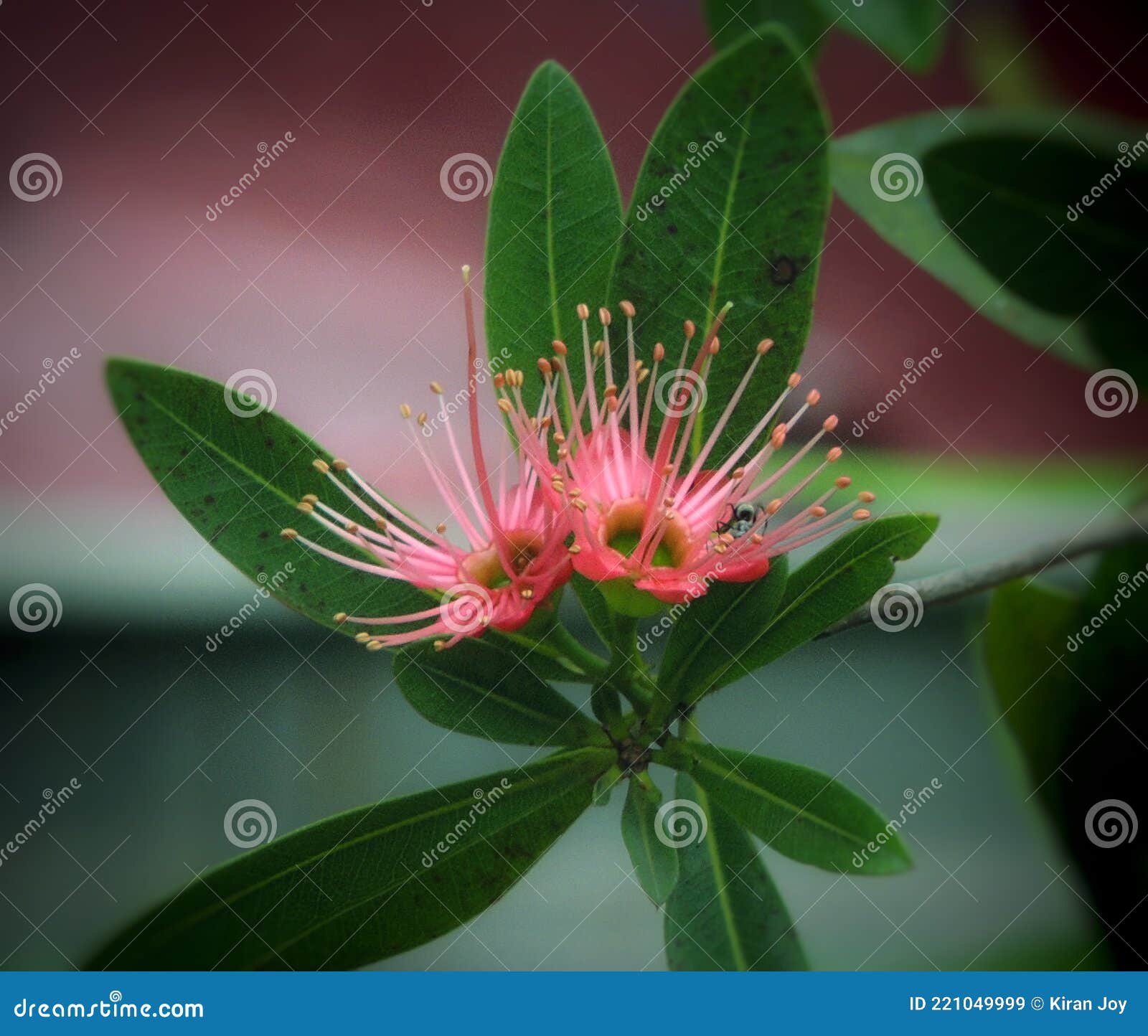 Xanthostemon youngii stock image. Image of yellow, food - 221049999