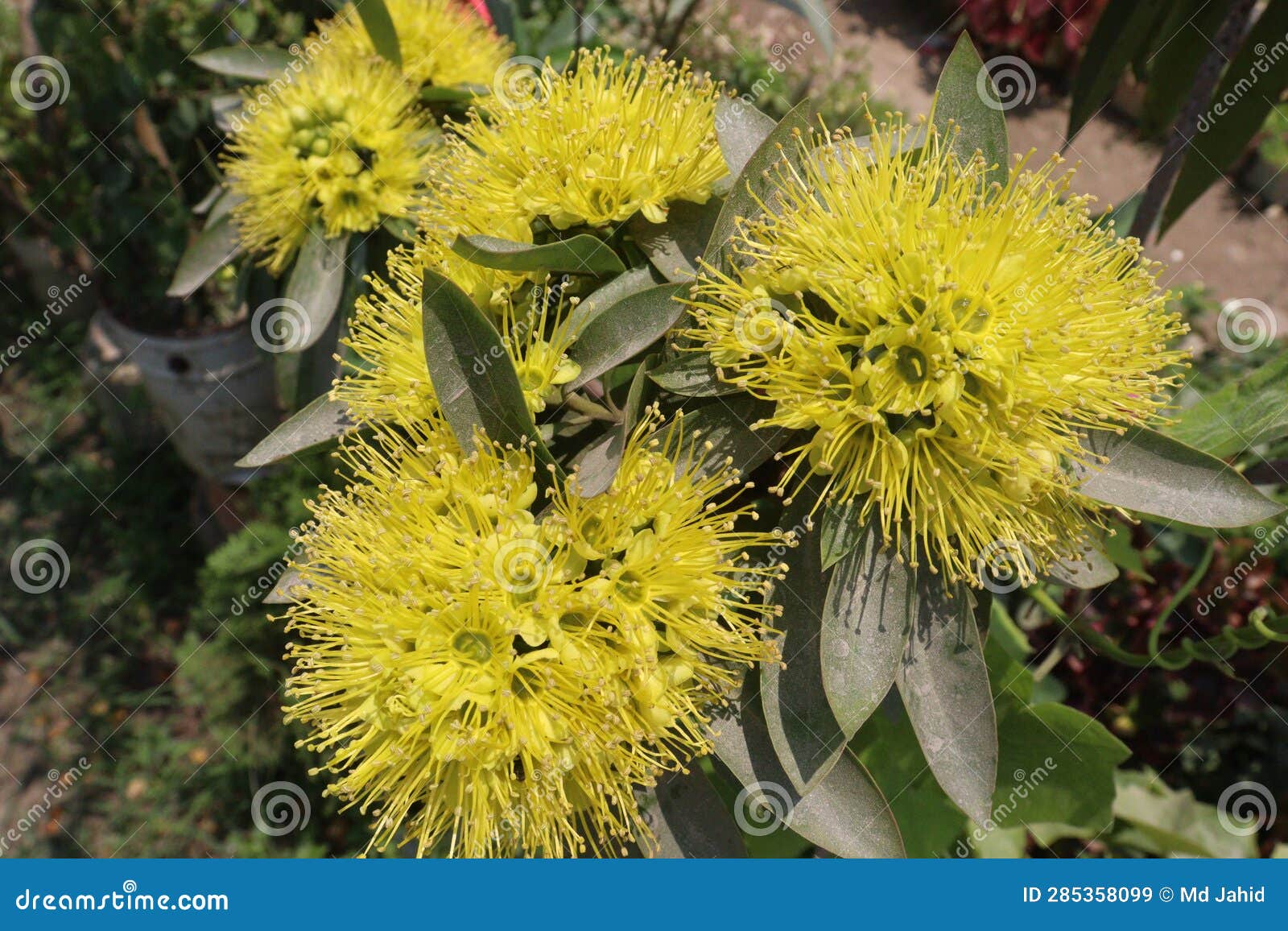 Xanthostemon Youngii Flower Plant on Farm Stock Image - Image of stamen ...