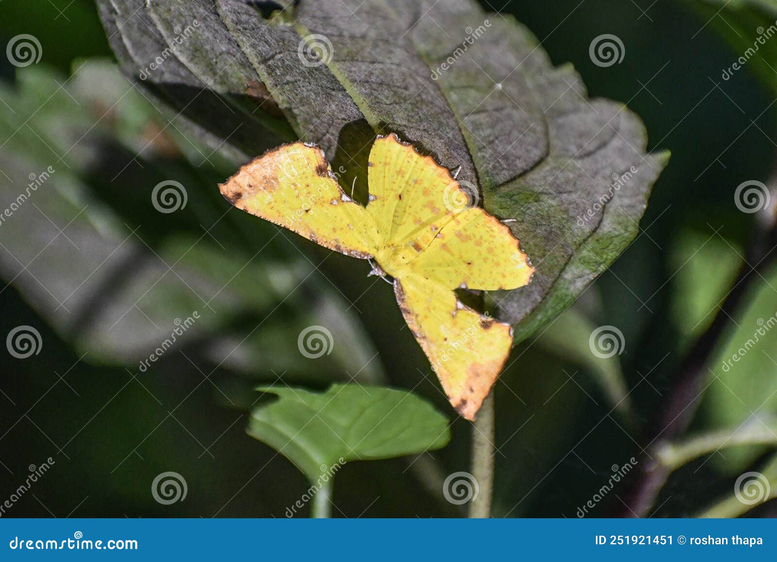 Xanthotype urticaria- moth stock image. Image of xanthotype - 251921451