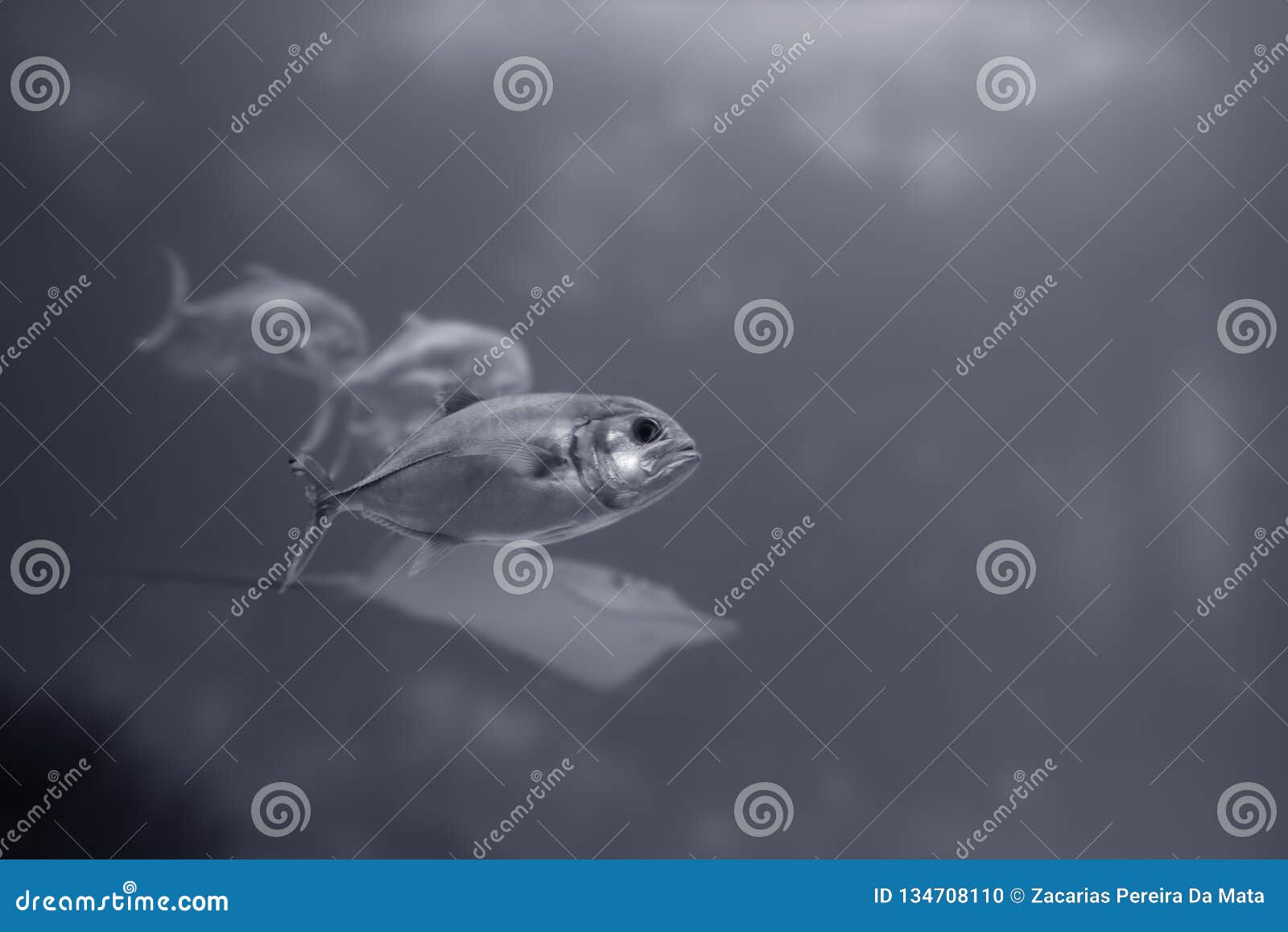 Xareu Fish Stock Photos - Free & Royalty-Free Stock Photos from Dreamstime