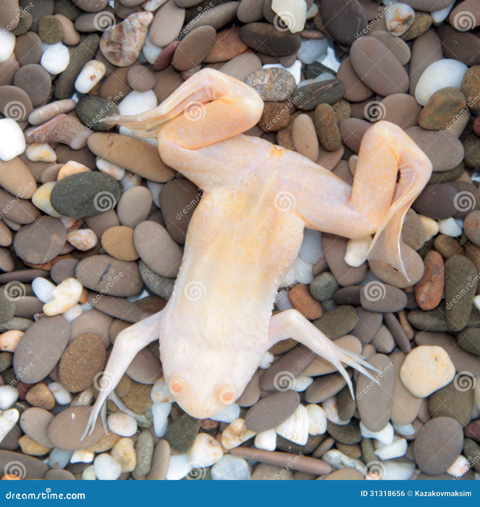 Xenopus Laevis (African Clawed Frog) Stock Photo - Image of animal ...