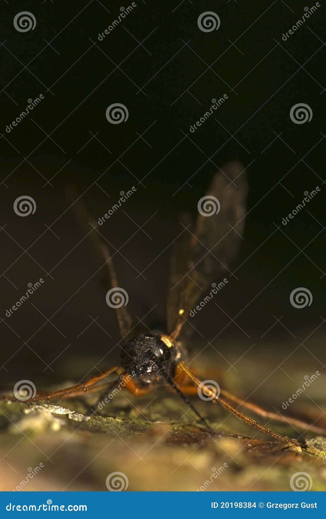 Xeris spectrum stock photo. Image of insect, hairy, hymenoptera - 20198384