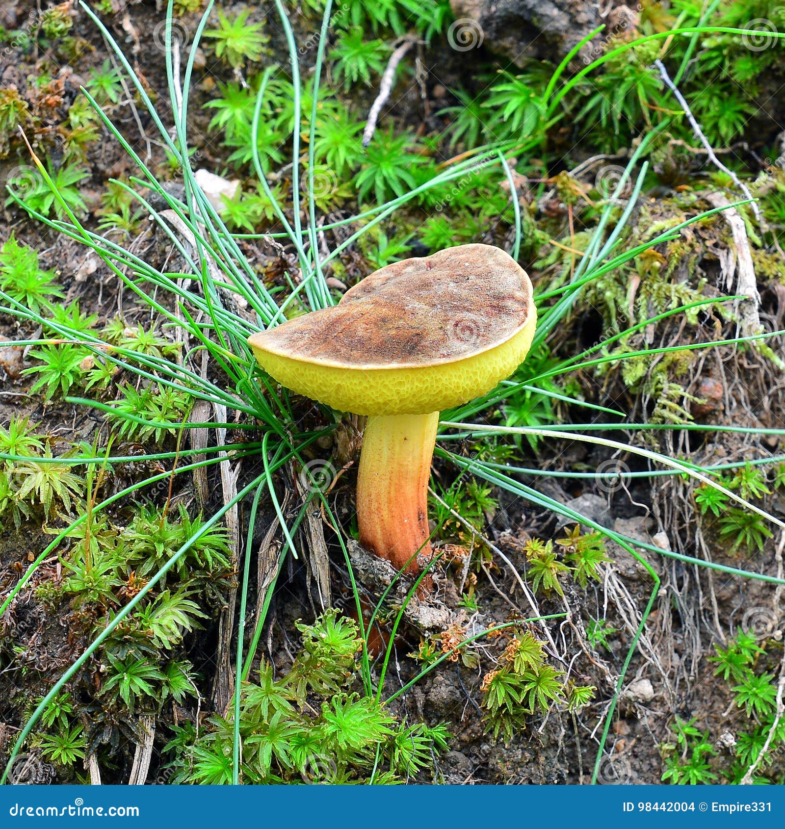 Xerocomellus Pruinatus Mushroom Stock Photo - Image of plant, boletus ...